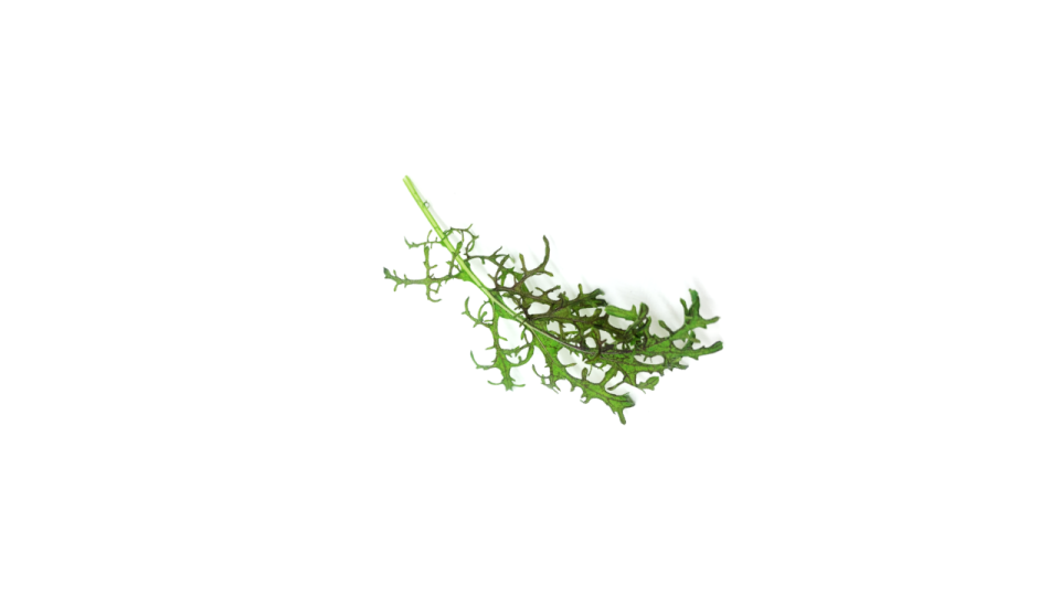 Leaf Mustard 'Purple Frills' - Vaversa