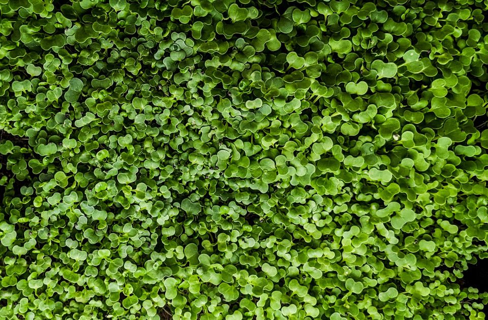 Tatsoi Microgreens