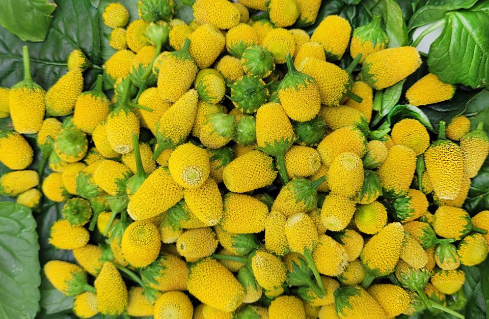 Electric flower and Paracress