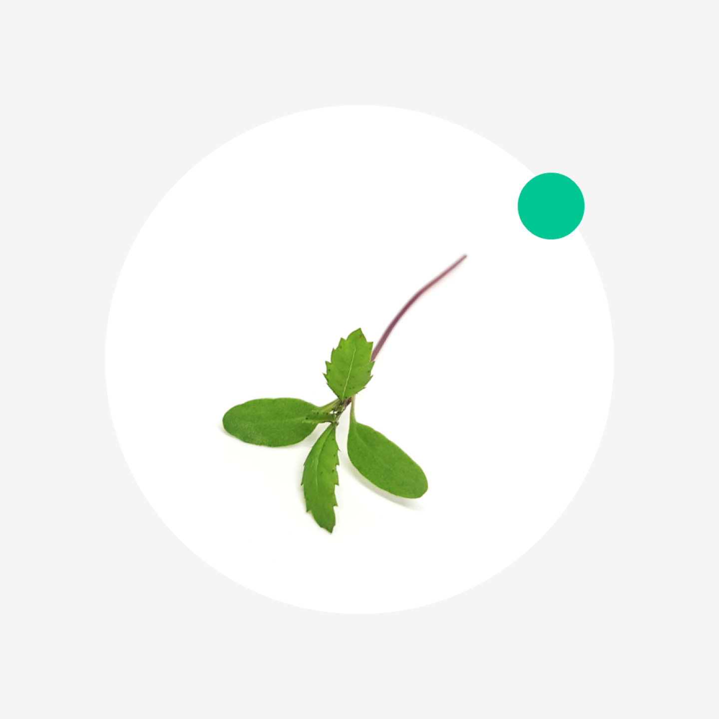 Marigold Microgreens