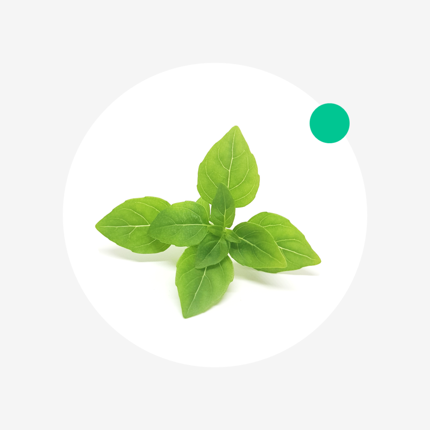 Basil 'Greek' - Vaversa