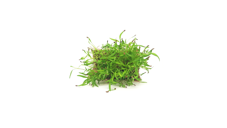 Dill Cress - Vaversa