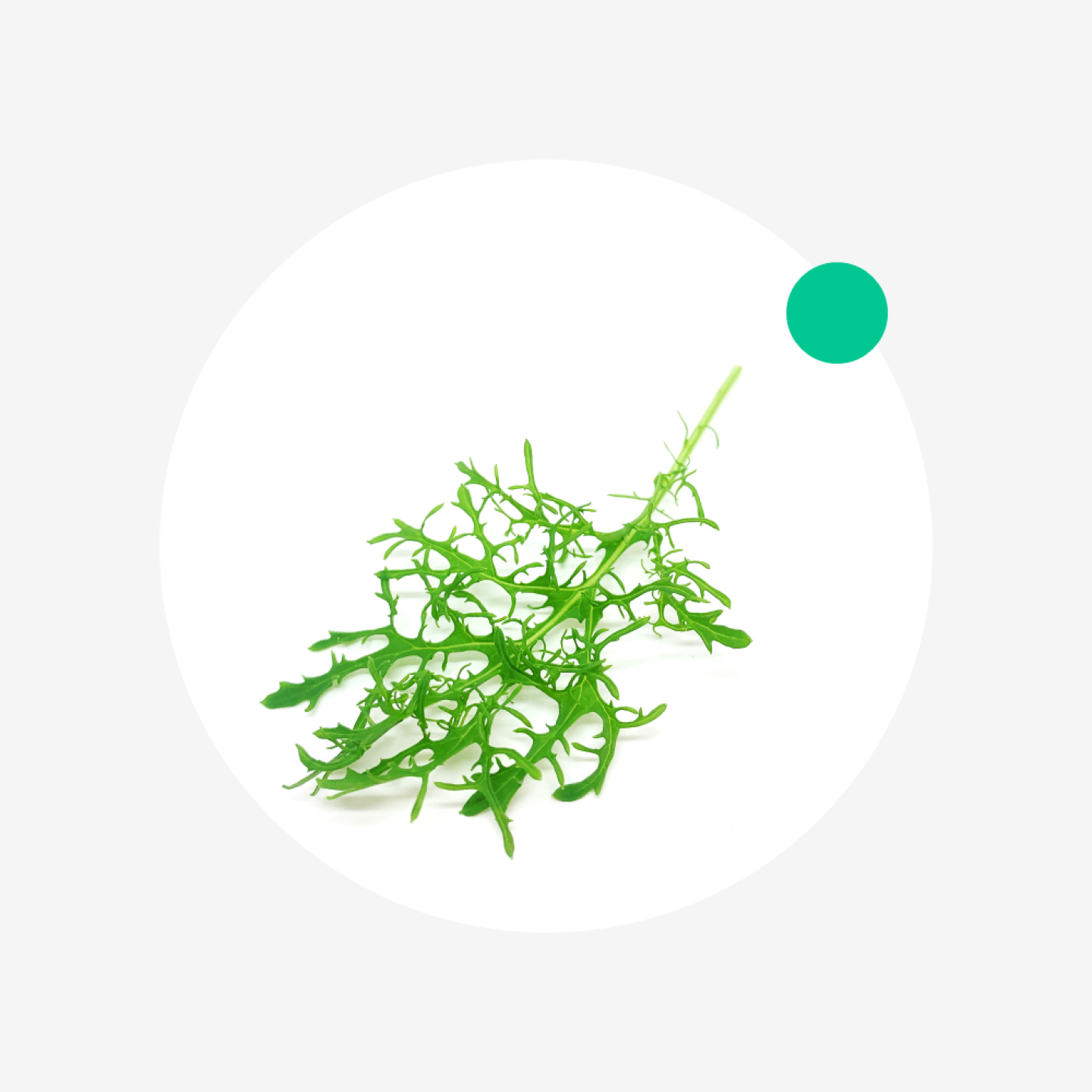 Leaf Mustard 'Golden Frills' - Vaversa