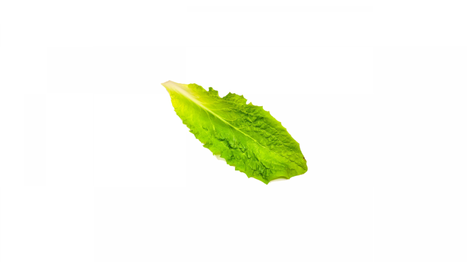 Endive