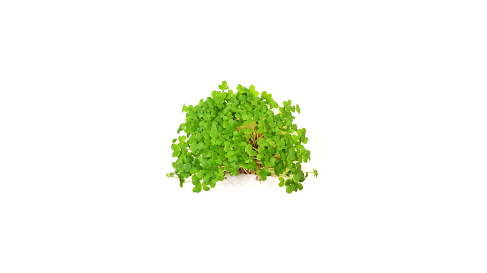Wasabi Microgreens