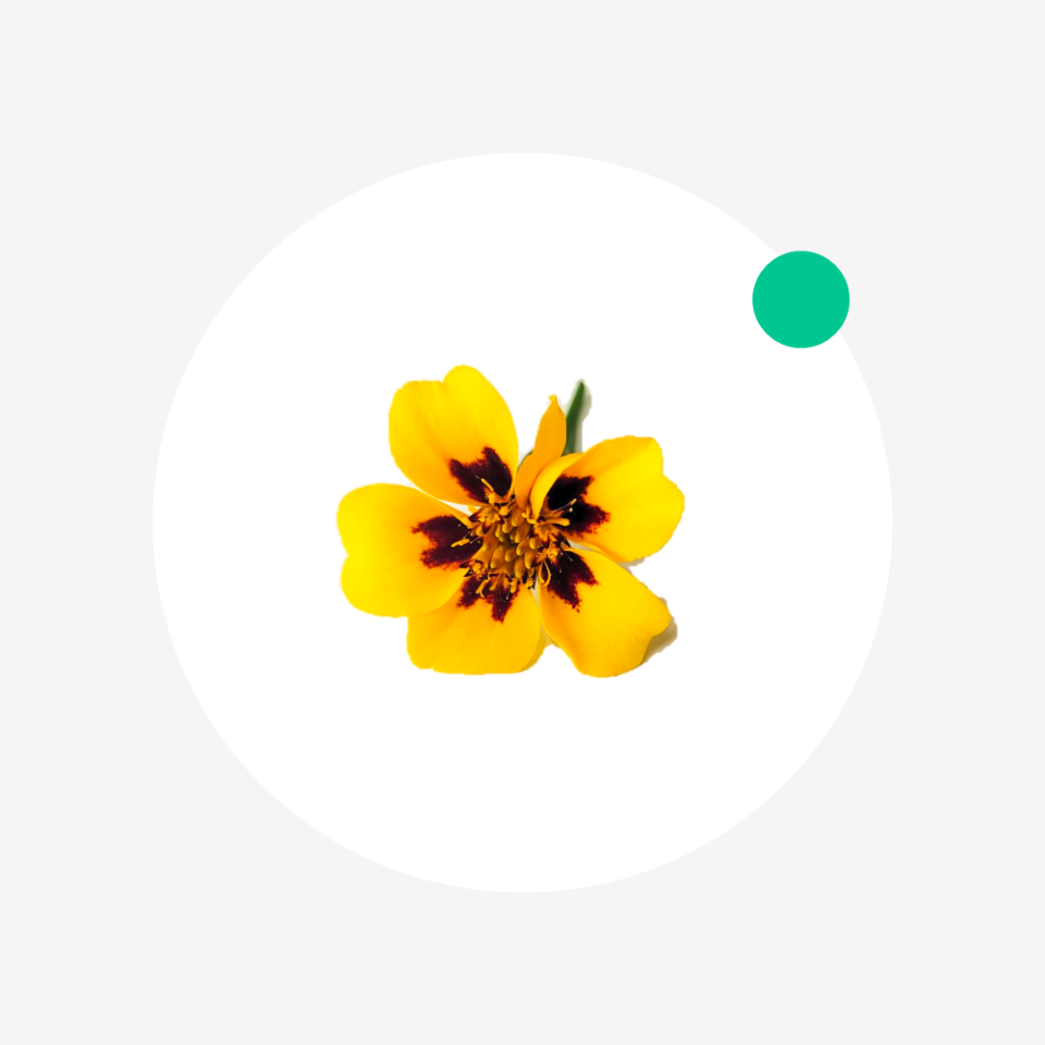 French Marigold Flower