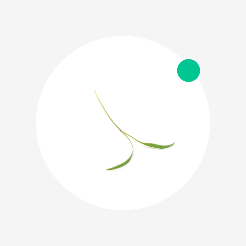 Dill Cress - Vaversa