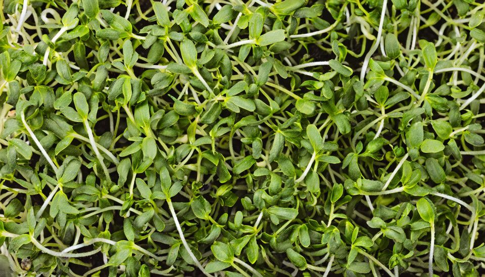 Marigold Microgreens