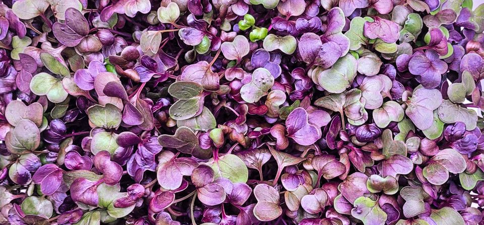 Radish Purple Cress - Vaversa
