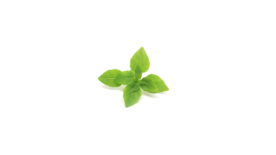 Basil 'Greek' - Vaversa